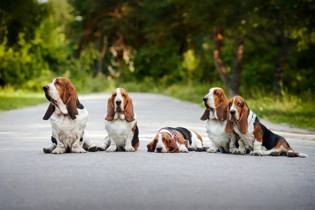 Populaire hondenrassen - Basset Hound | Aniek Wendt