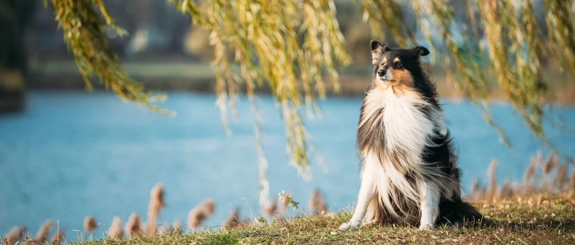 Schotse Herdershond/Collie | Hondenrassen | Aniek Wendt