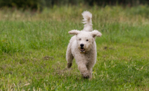 De labradoodle: alles wat je moet weten over de Labradoodle!