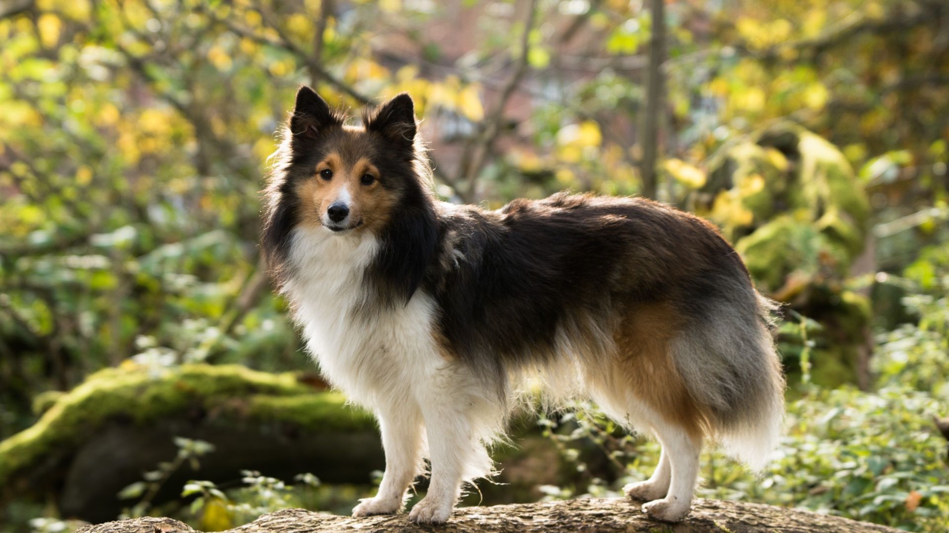 Alles wat je moet weten over de loopsheid van teven | Aniek Wendt