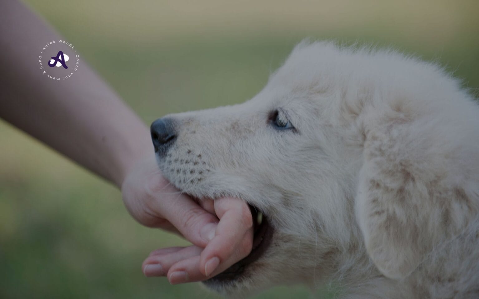 Puppy bijten: waarom bijten puppy's en wat moet je doen?