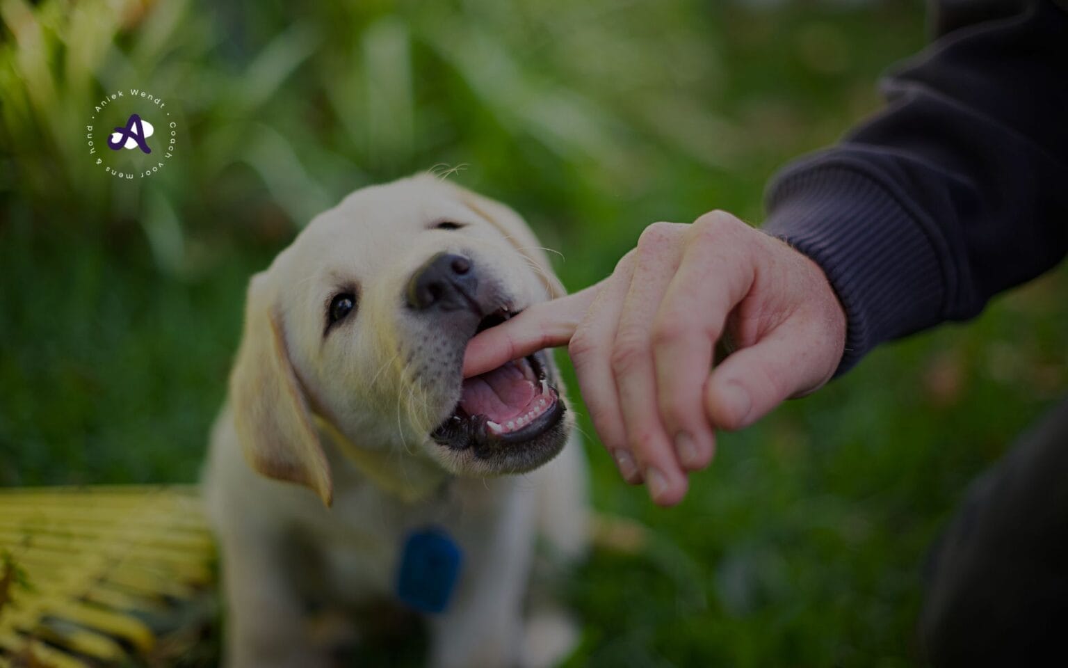 Puppy bijten: waarom bijten puppy's en wat moet je doen?