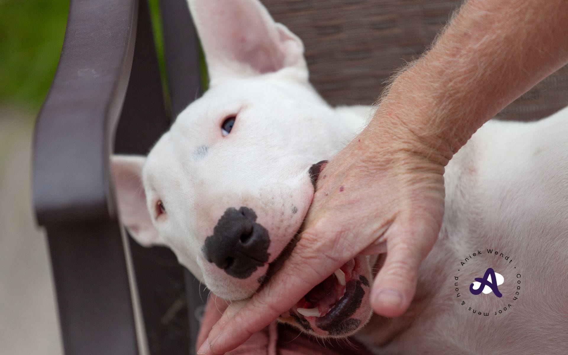 Je hond bijt in je arm (tijdens wandelen): wat moet je nu doen?