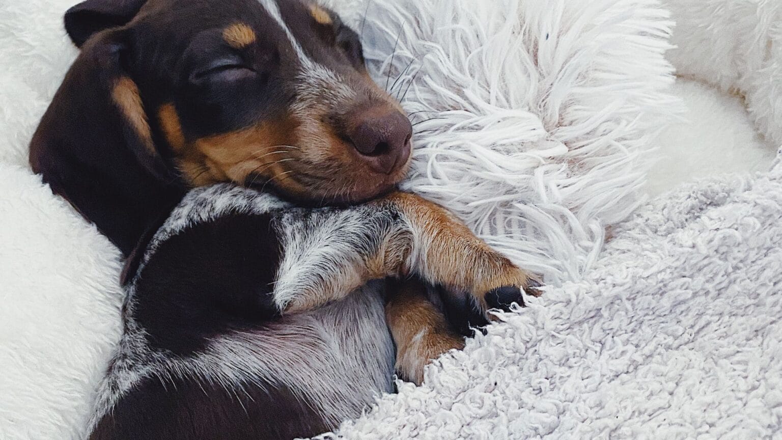 Mag een hond bij je in bed slapen?