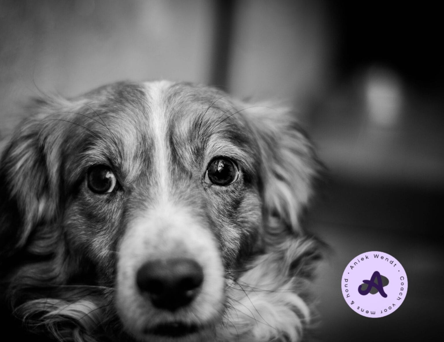 Hoe bereid je je hond voor op oud & nieuw? | Aniek Wendt