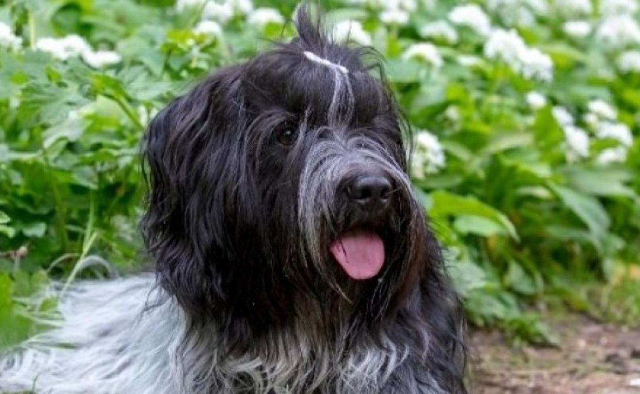 Hondenrassen - Schapendoes - Aniek Wendt coach voor mens & hond